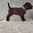 Labrador retriver