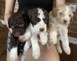 Lagotto Romagnolo štenci
