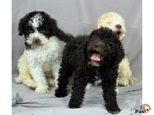 Lagotto romagnolo