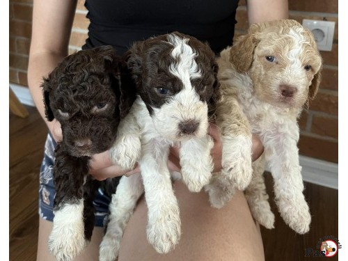 Lagotto romagnolo