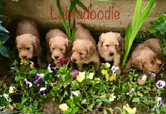 Labradoodle F1