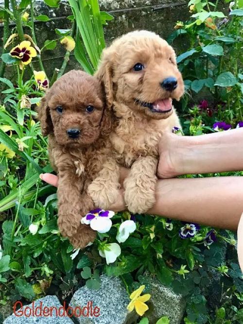 Goldendoodle F1