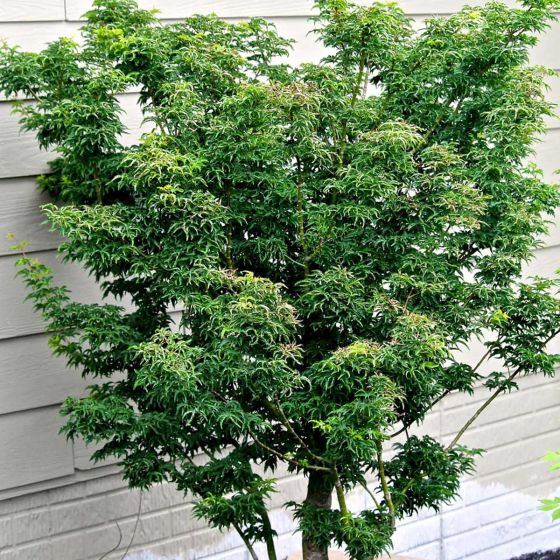 Acer palmatum 'Shishigashira' • C5 L • BONSAI