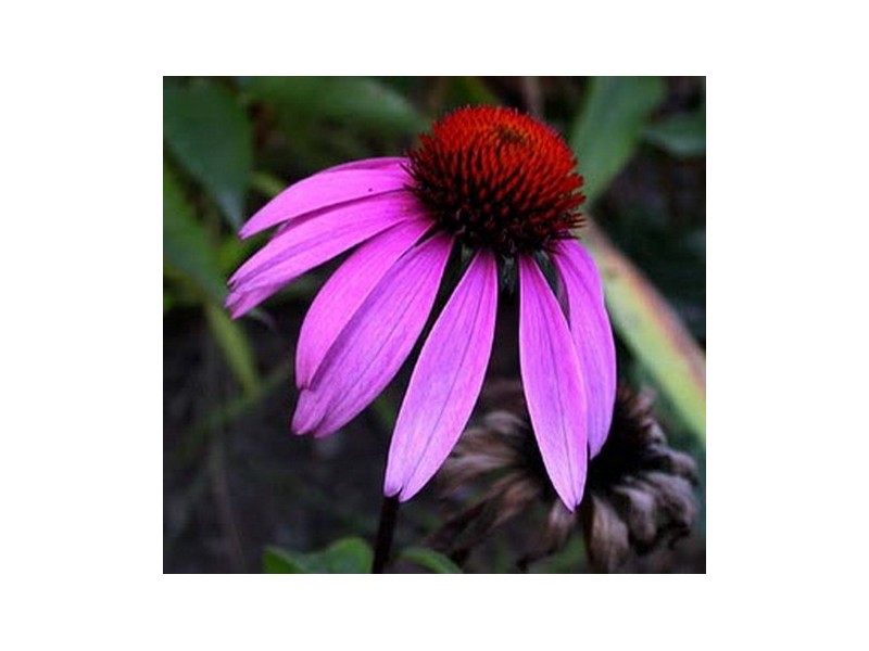 Ehinacea - Echinacea purpura 1.god