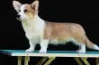 Velski korgi/Welsh Corgi Pembroke