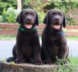 Labrador retriver čokoladno štene