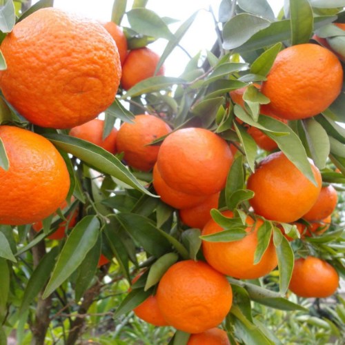 Mandarina, Citrus Reticulata, C9,5 L, 50/60 cm
