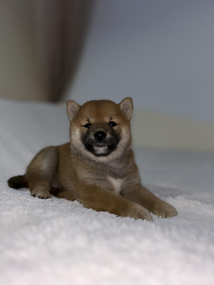 Shiba Inu štenci