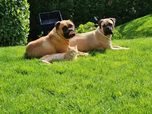 Bullmastiff stenci