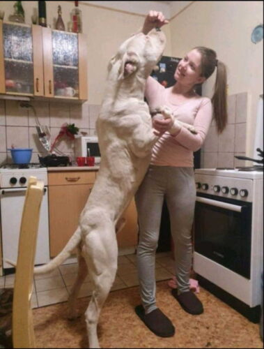 Dogo argentino štenci