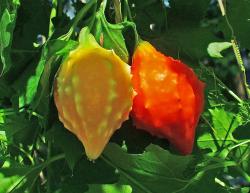Momordica Balsamina (25 semenki)