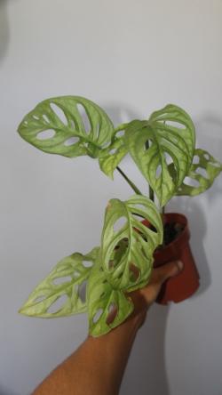 Monstera adansonii