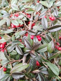 Cotoneaster salicifolius Scarlet leader