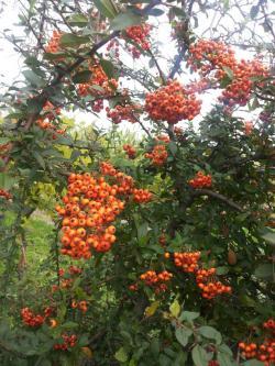 Pyracantha cocinea-vatreni trn