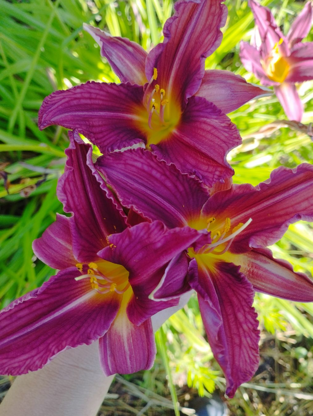 Hemerokalis tamno ljubičasta sitniji cvet(TljS)