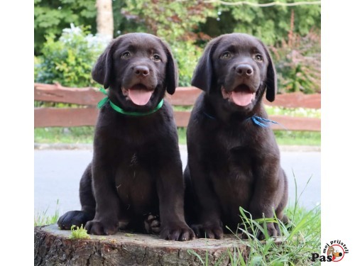 Labrador retriver