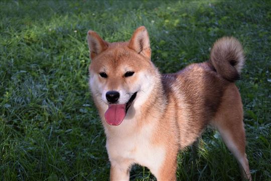 Shiba Inu mužjak - Dostupan za parenje