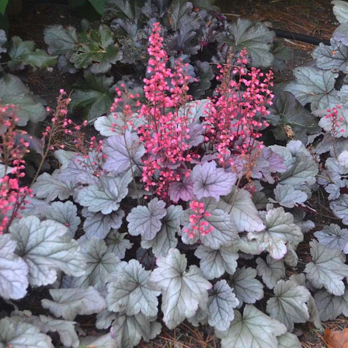 Heuchera Silver Gumdrop - Hojhera,koralni zvončići