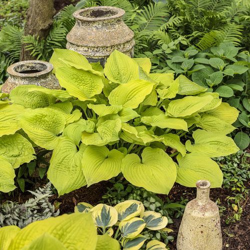 Hosta Age Of Gold - Hosta