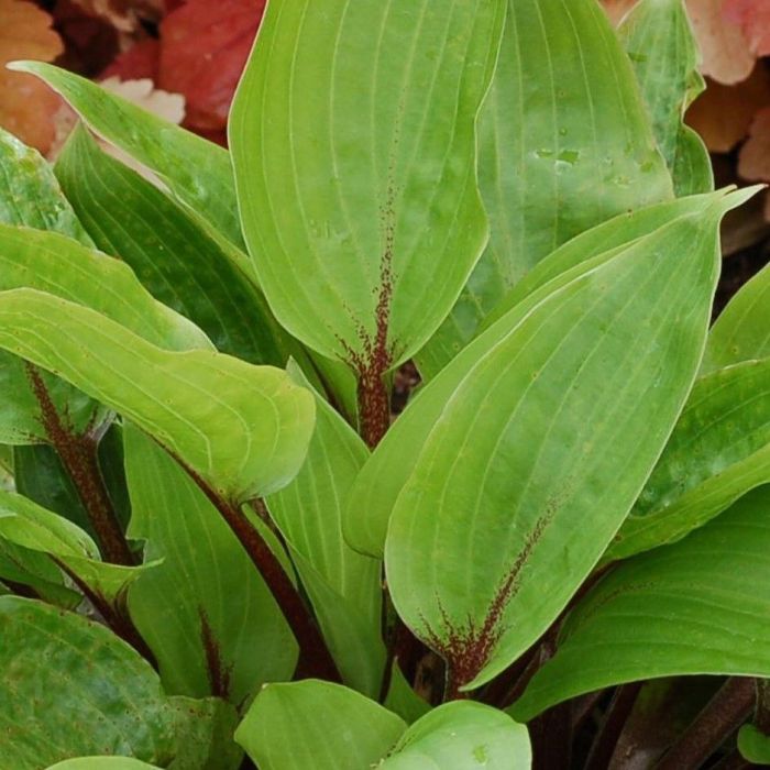 Hosta Purple Heart - Hosta