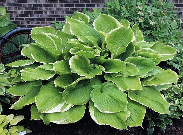Hosta Winter Snow - Hosta