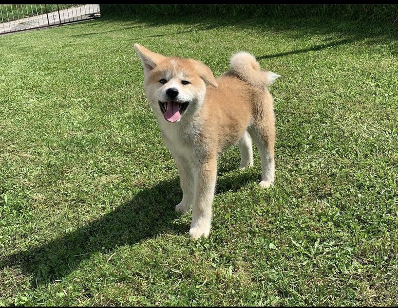 Akita Inu štenci