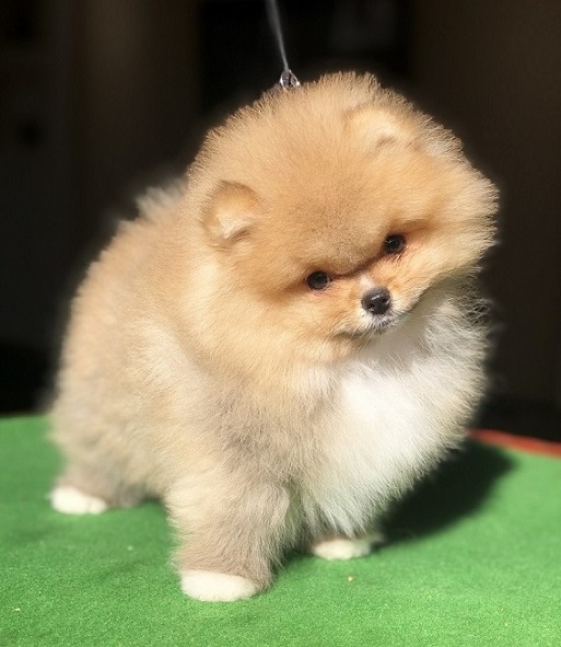 Pomeranci, Pomeranian, Boo stenci