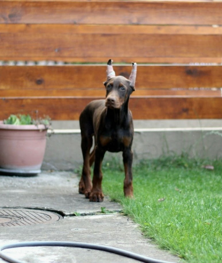 Doberman štenci