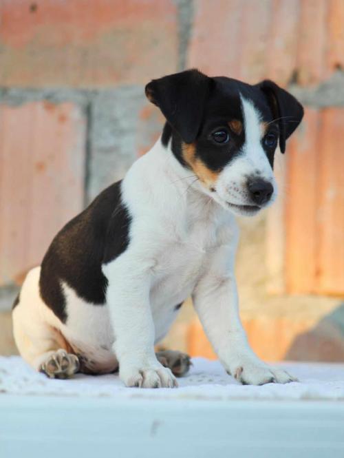 Stenci jack russel terijera