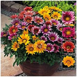 Gazania Sunshine Mix (100 semenki) Sunčani cvet