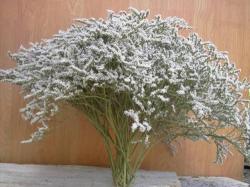 Štatica Beli (150 semenki) Limonium Tataricum - višegodišnji
