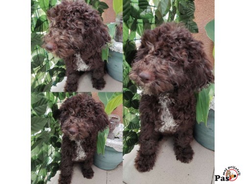 Lagotto romagnolo