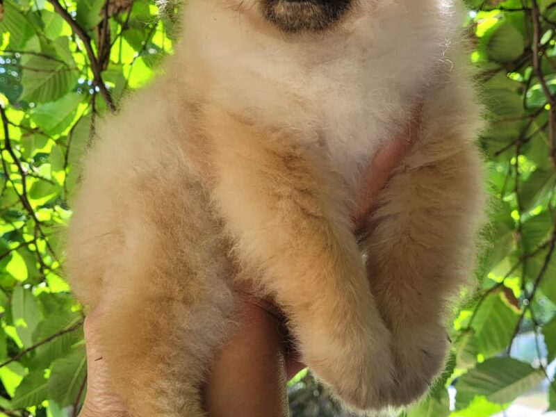 Pomeranac BOO medvedići, Pomeranski Špic štenci