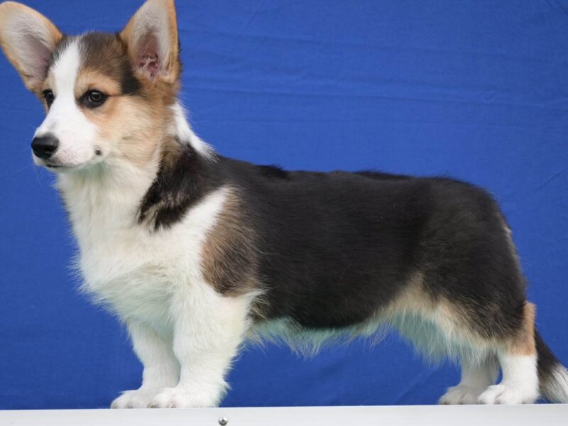 Velski korgi/Welsh Corgi Pembroke