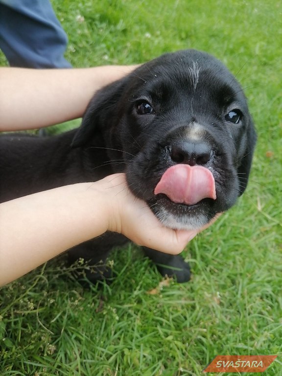 Cane Corso štenci