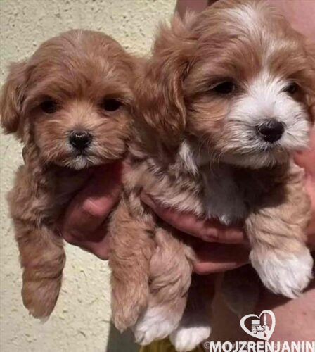 Maltipoo stenci