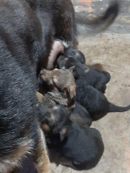 Nemački ovčar radne linije