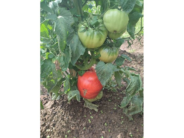 Seme paradajza Sibirski  Gigant