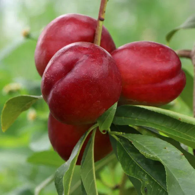 Breskva 'Crimson Gold' nektarina