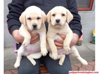 Labrador štenci. Povoljno!