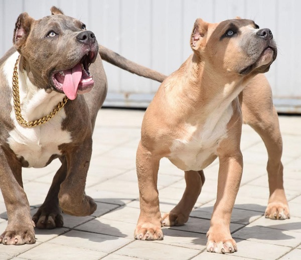 American bully xxl