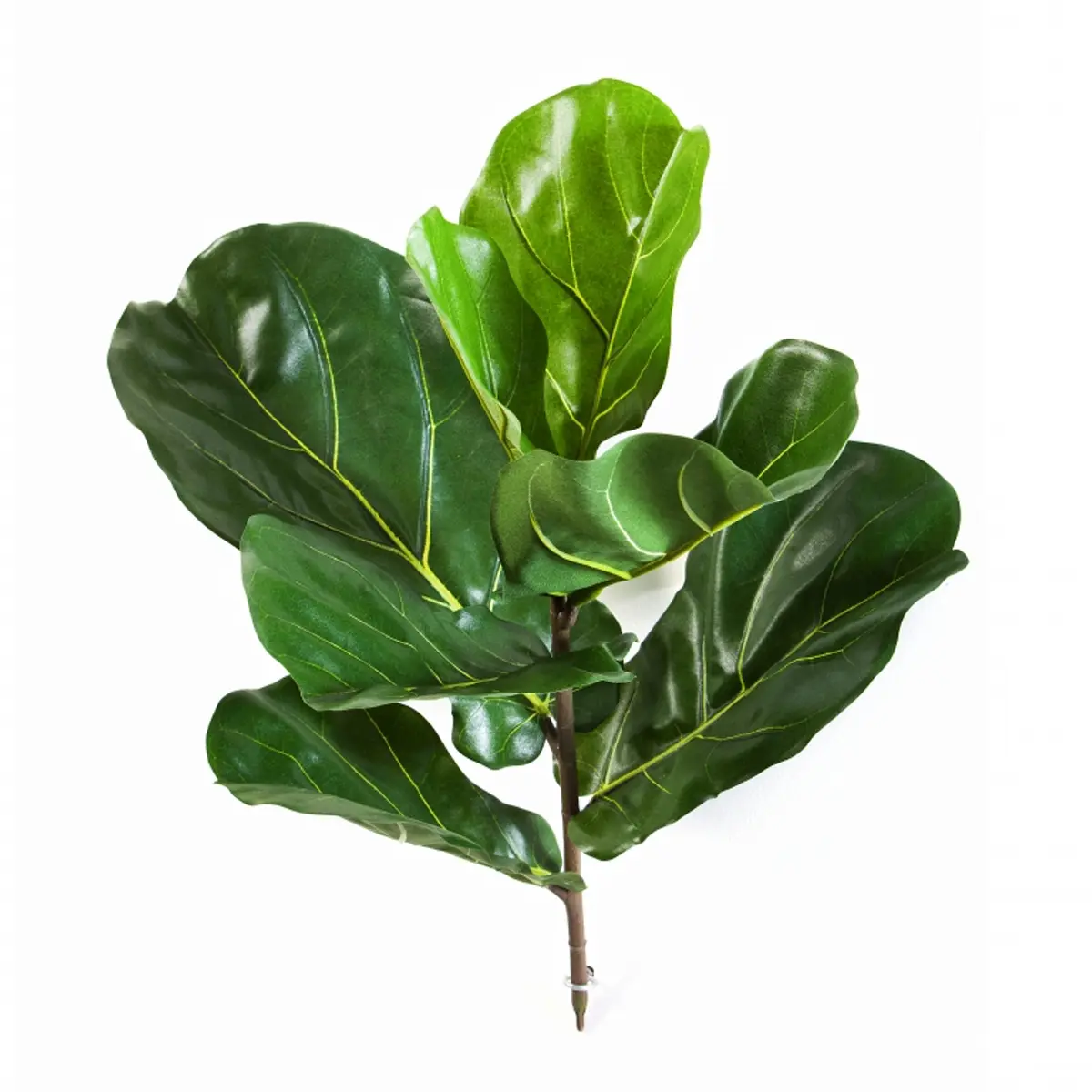 FLORA WORLD Veštačka grana Ficus lyriata l58cm