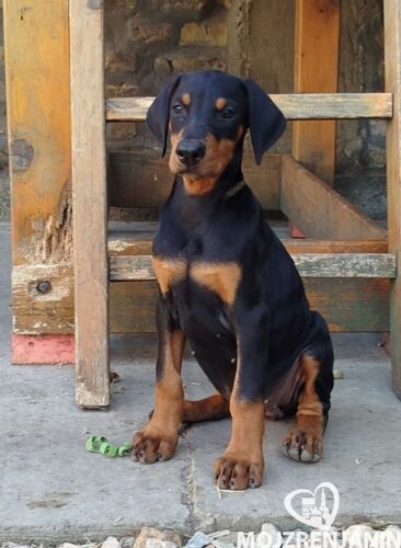 Doberman štenci