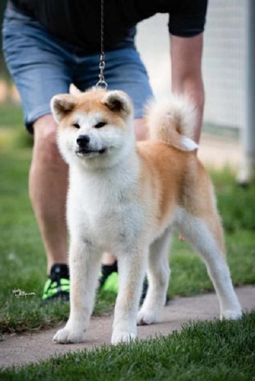 Akita Inu