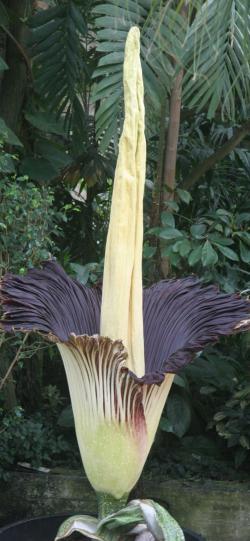 Džinovski cvet (Titan Arum)