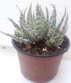 Aloe humilis