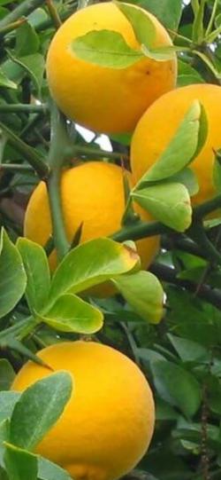 Sibirski limun (Poncirus trifoliata)