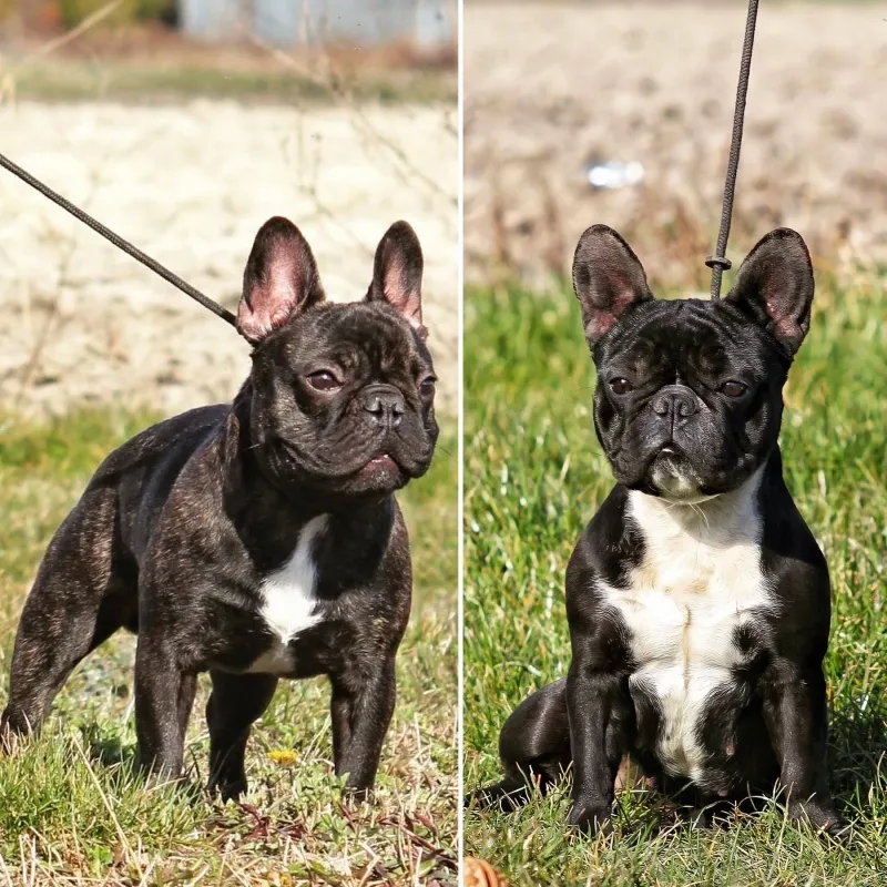 Francuski Buldog
