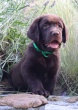 Labrador retriver čokoladno štene