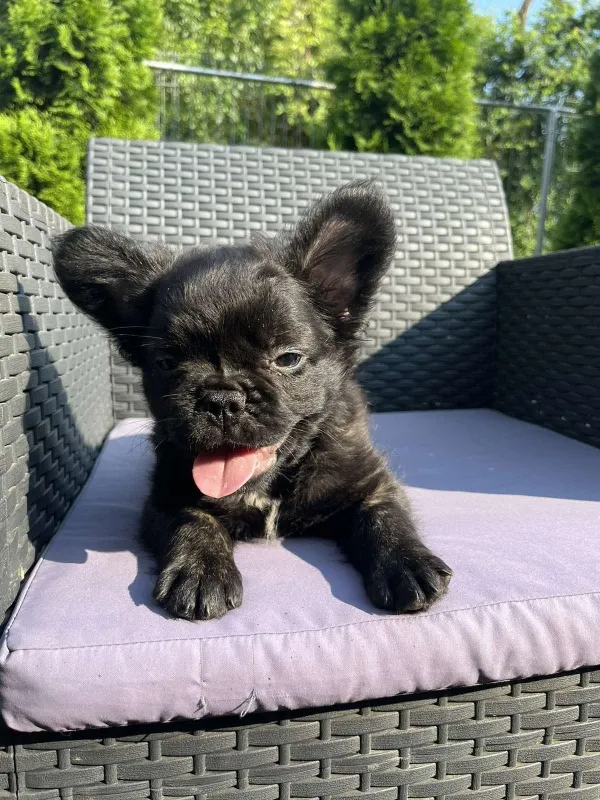 Fluffy Francuski buldog